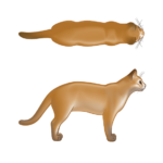 Gewicht van katten: Hoe zorg je voor gezond gewicht van je kat