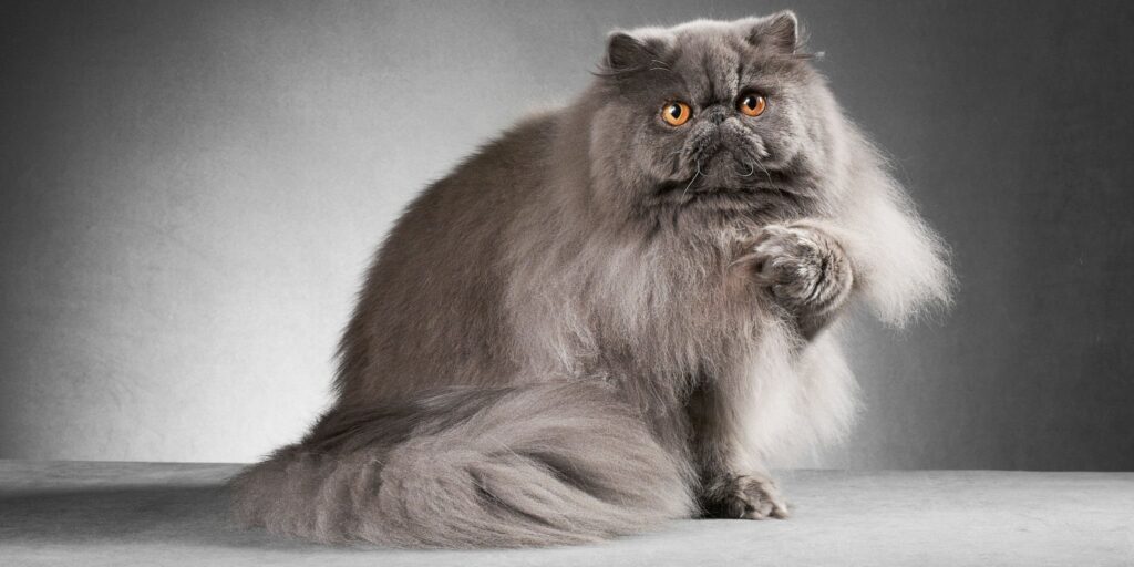 De Perzische Langhaar: Een majestueuze kat met prachtige vacht
