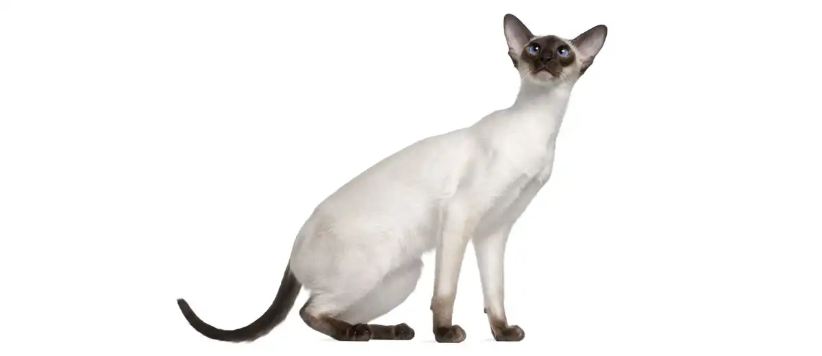Siamese Kat MiYoni Siamese Kat 20 Cm