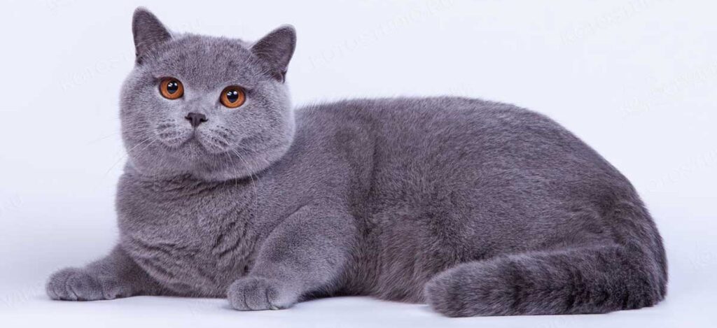 De Britse Korthaar: Afstandelijk Maar Toch Liefdevol