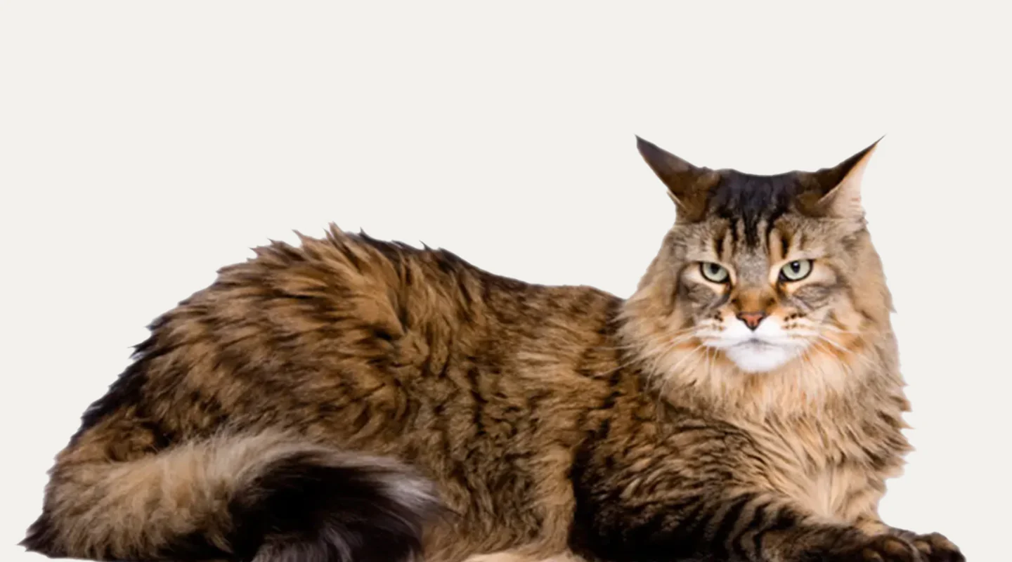De Maine Coon: De Grote Vriendelijke Kattenreus