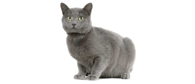 De Chartreux: De Rustige Vriendelijke Kat uit Frankrijk