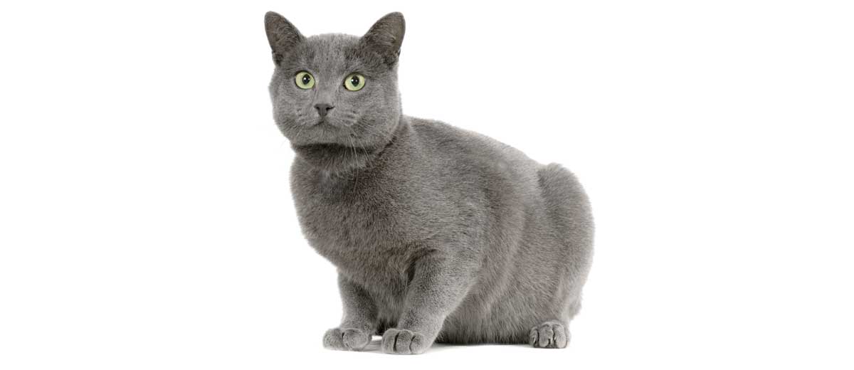 De Chartreux: Zachtaardige Blauwgrijze Kat met Franse Klasse