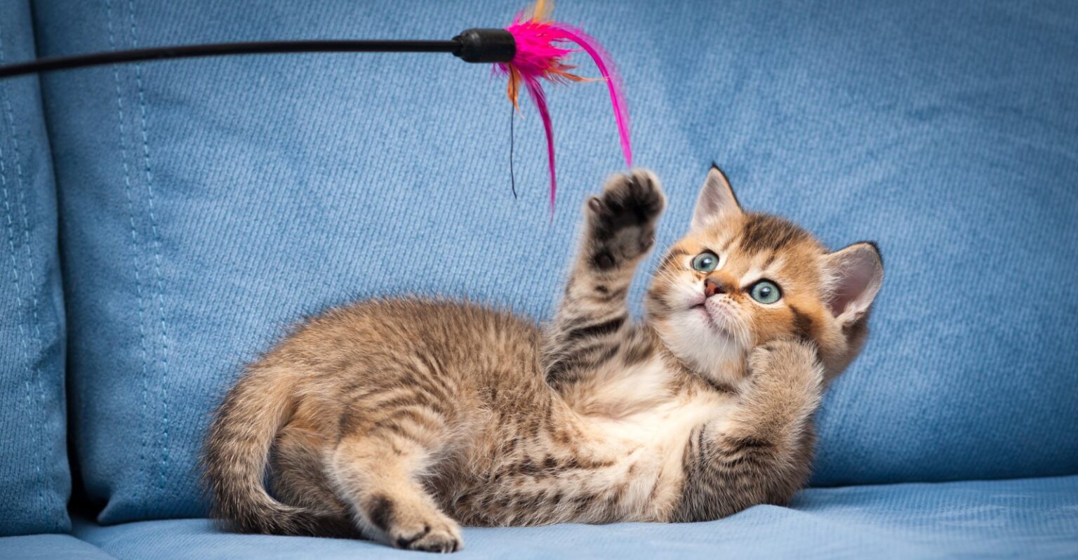 Spelen met je kat: Hoe en waarom moet je met je kat spelen